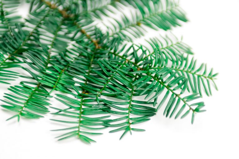 Fir Needle Essential Oil Benefits, Uses, and Recipes - Simply Earth Blog