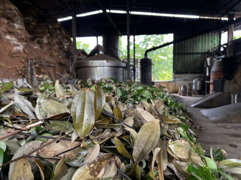 6 Cinnamon Essential Oil Benefits You Need in Your Life