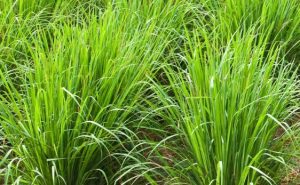 Palmarosa Essential Oil Benefits, Uses, and Recipes